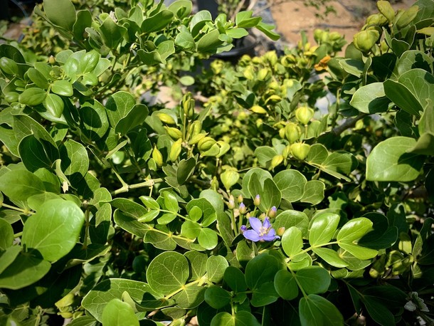 TERUG NAAR OVERZICHT PRODUCTEN