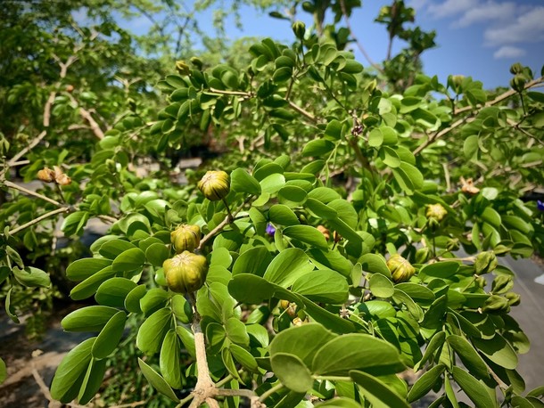 BACK TO PRODUCT OVERVIEW