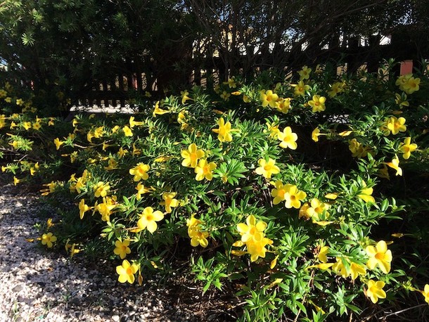 Allamanda Schotti Allamanda Mini