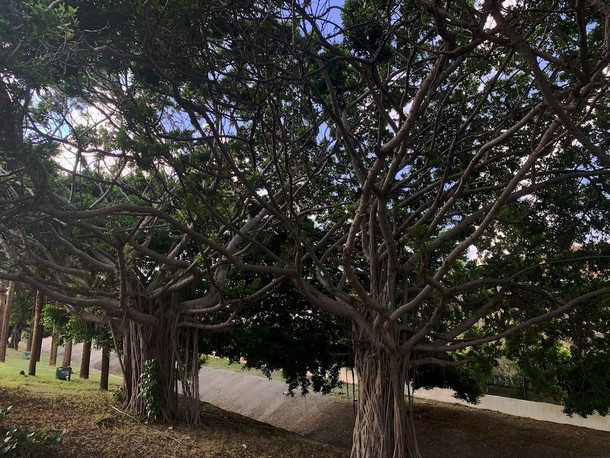 Ficus nitida